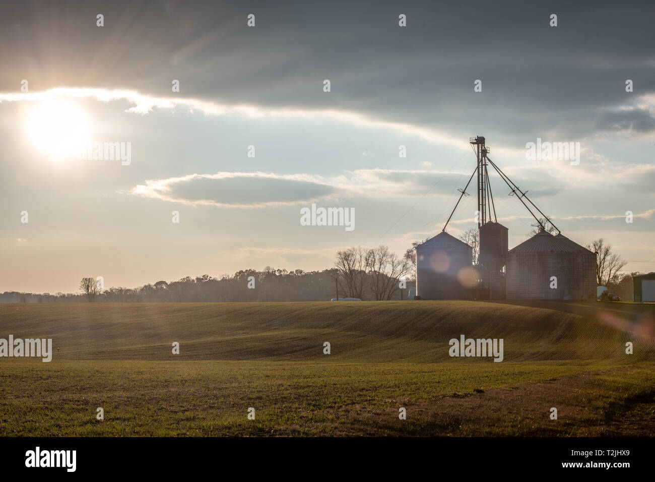 The sun sets over rolling field of small grain crops with grain silos ...