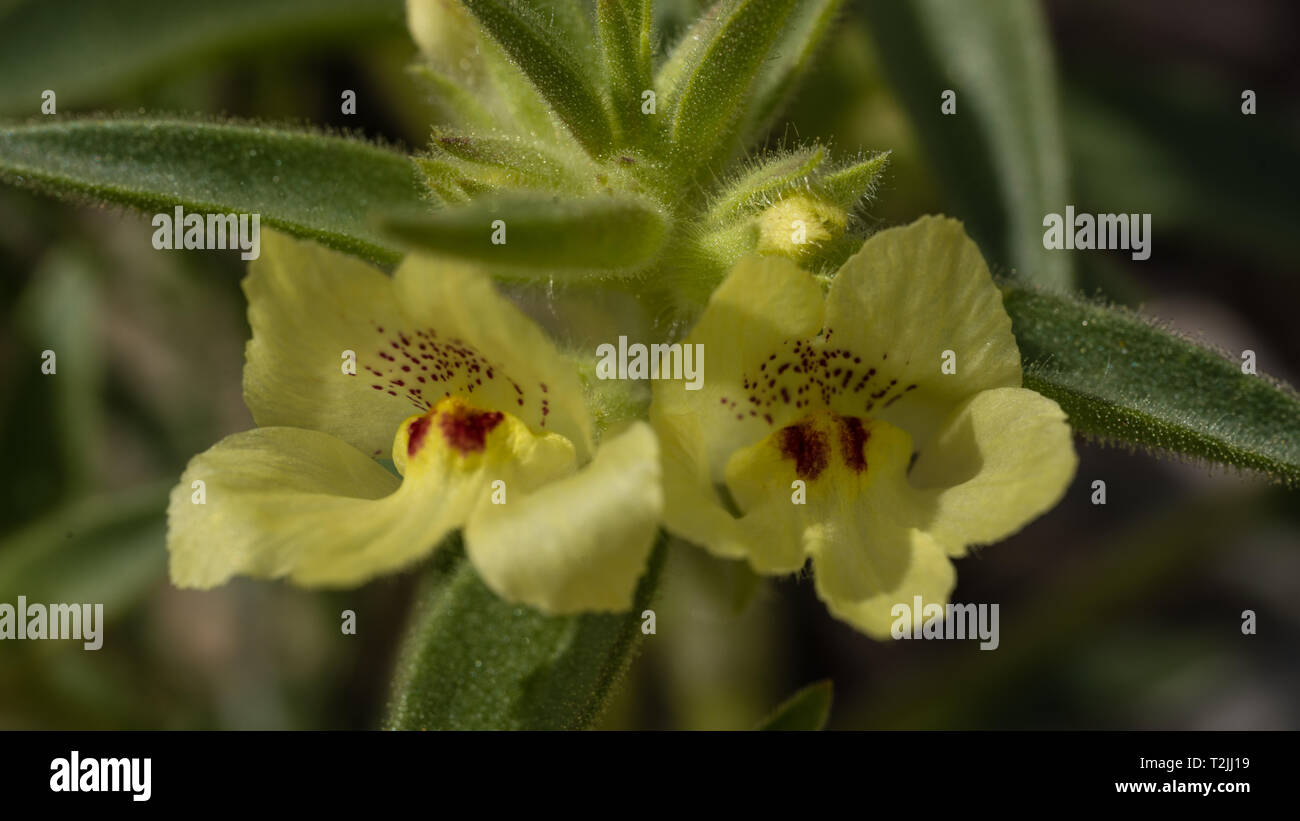 Mojave desert in bloom golden hi-res stock photography and images - Alamy