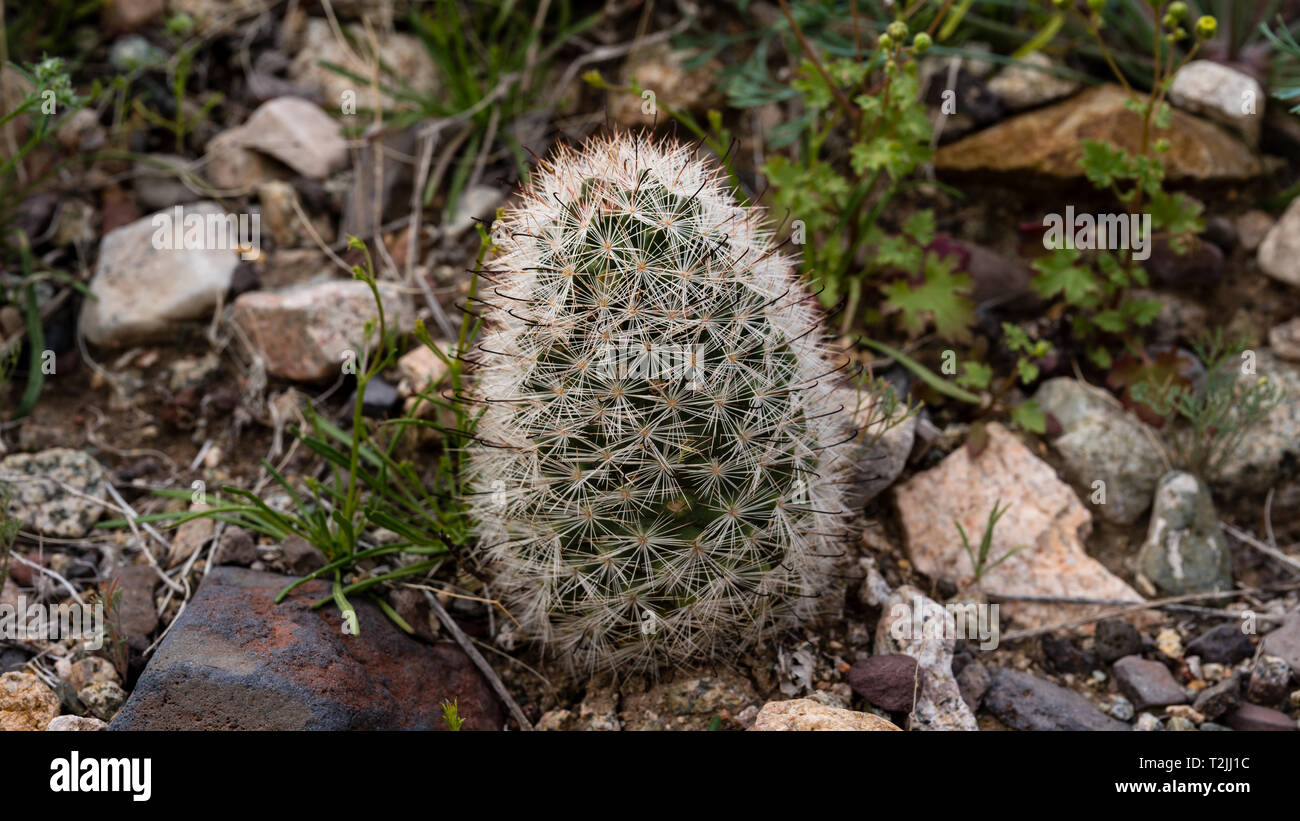 A fish hook cactus grows wild in the Mojave desert Stock Photo - Alamy