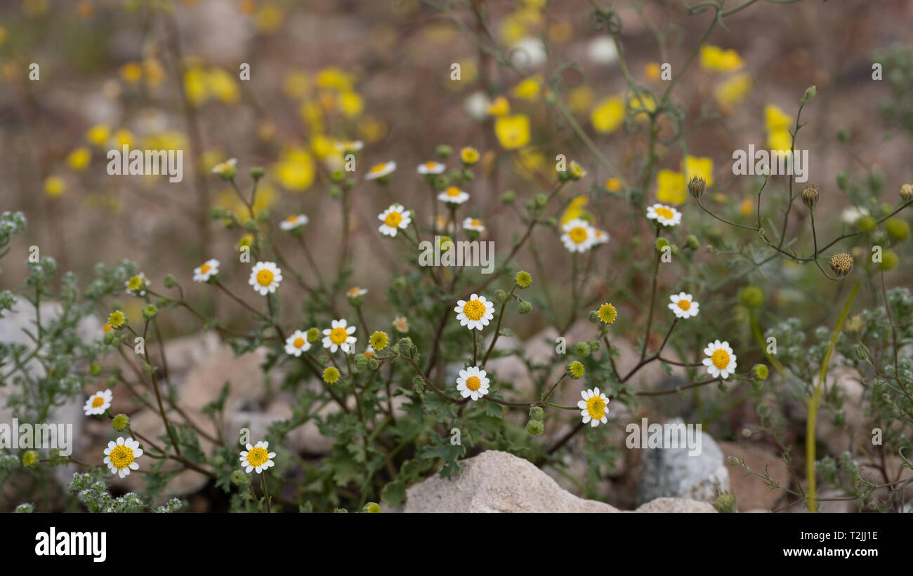 White woolly daisy, Eriophyllum lanosum growing wild in the Mojave ...