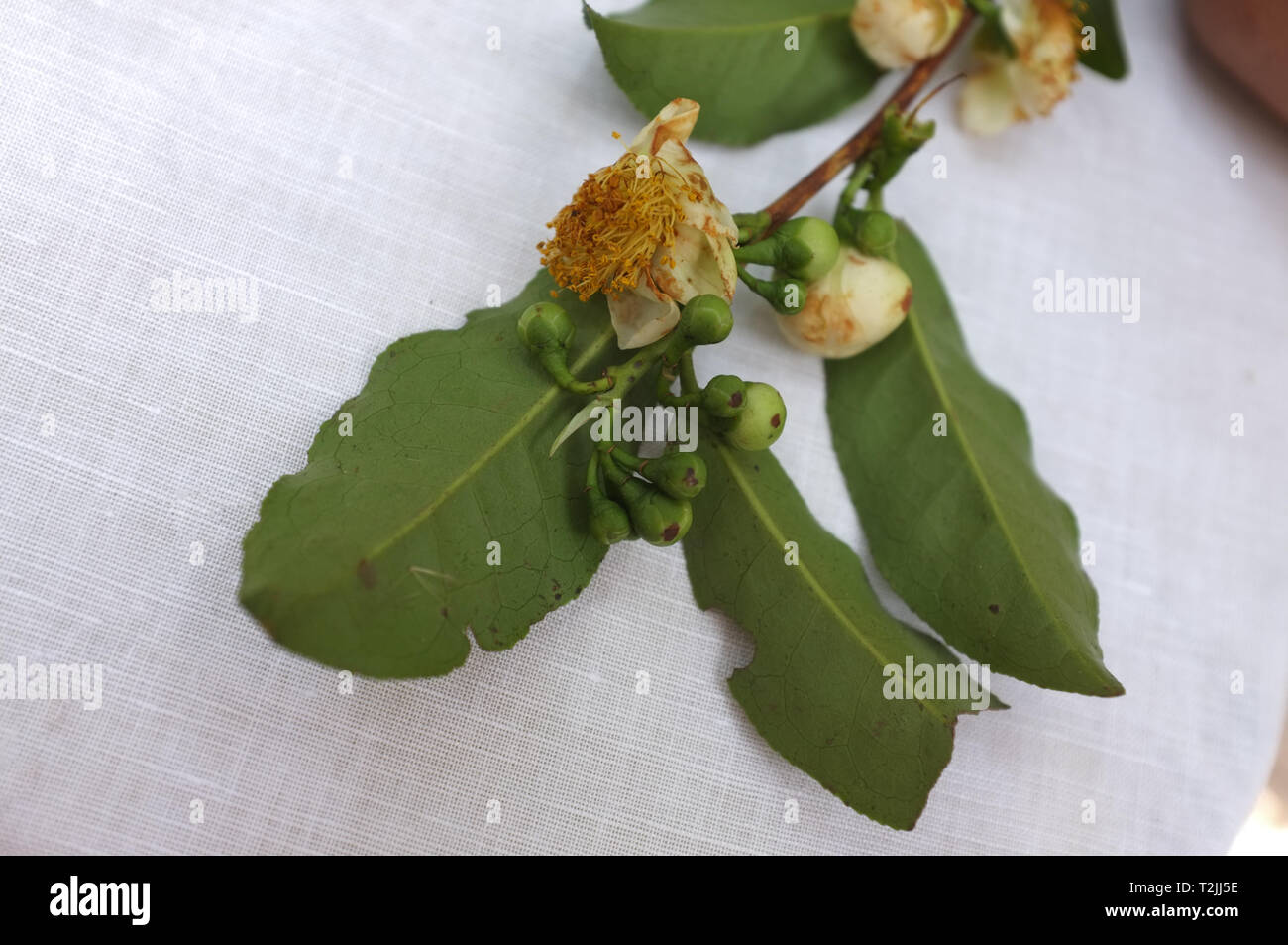 Tree branch of Assam tea , Thai tea . Nature background Stock Photo - Alamy