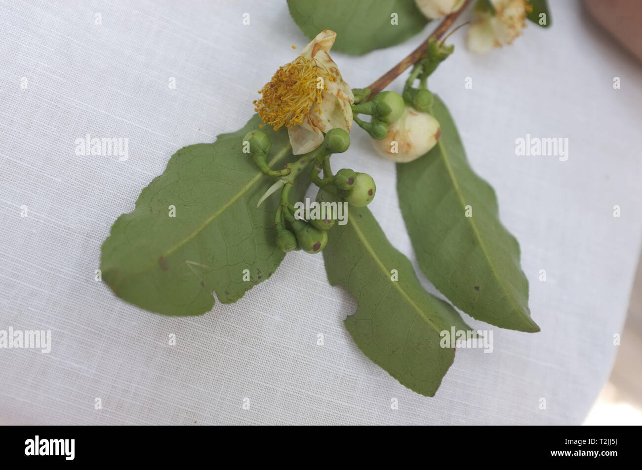 Tree branch of Assam tea , Thai tea . Nature background Stock Photo - Alamy