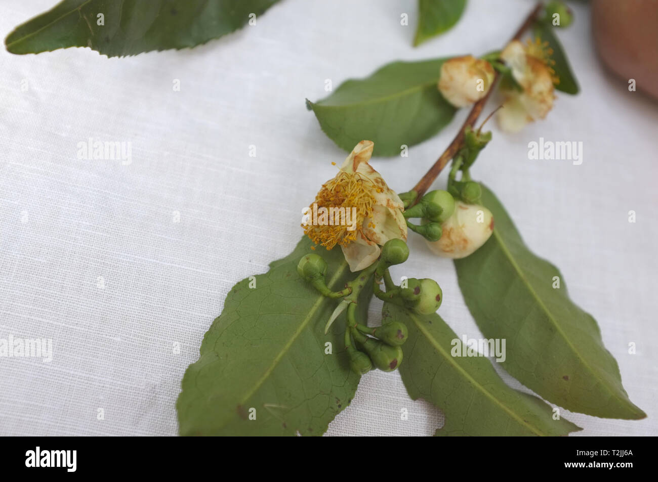 Tree branch of Assam tea , Thai tea . Nature background Stock Photo - Alamy