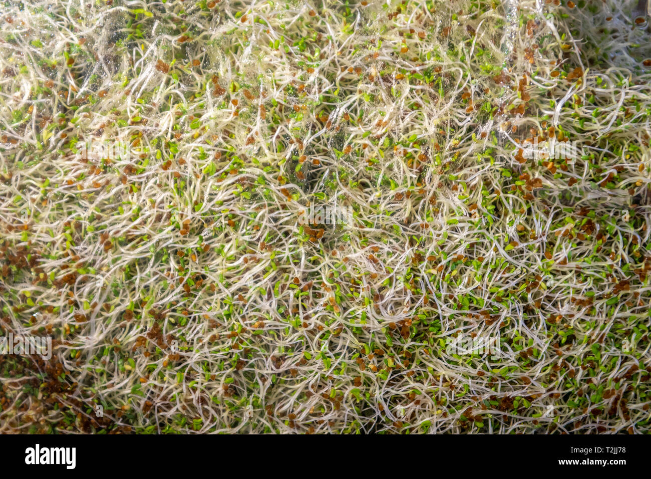 Hydroponic sprouting inside high tech hydroponic sprouting equipment ...