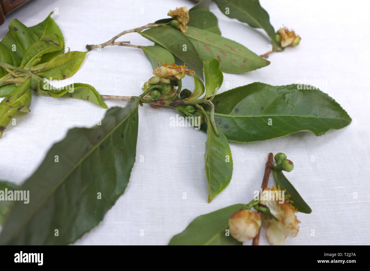 Tree branch of Assam tea , Thai tea . Nature background Stock Photo - Alamy