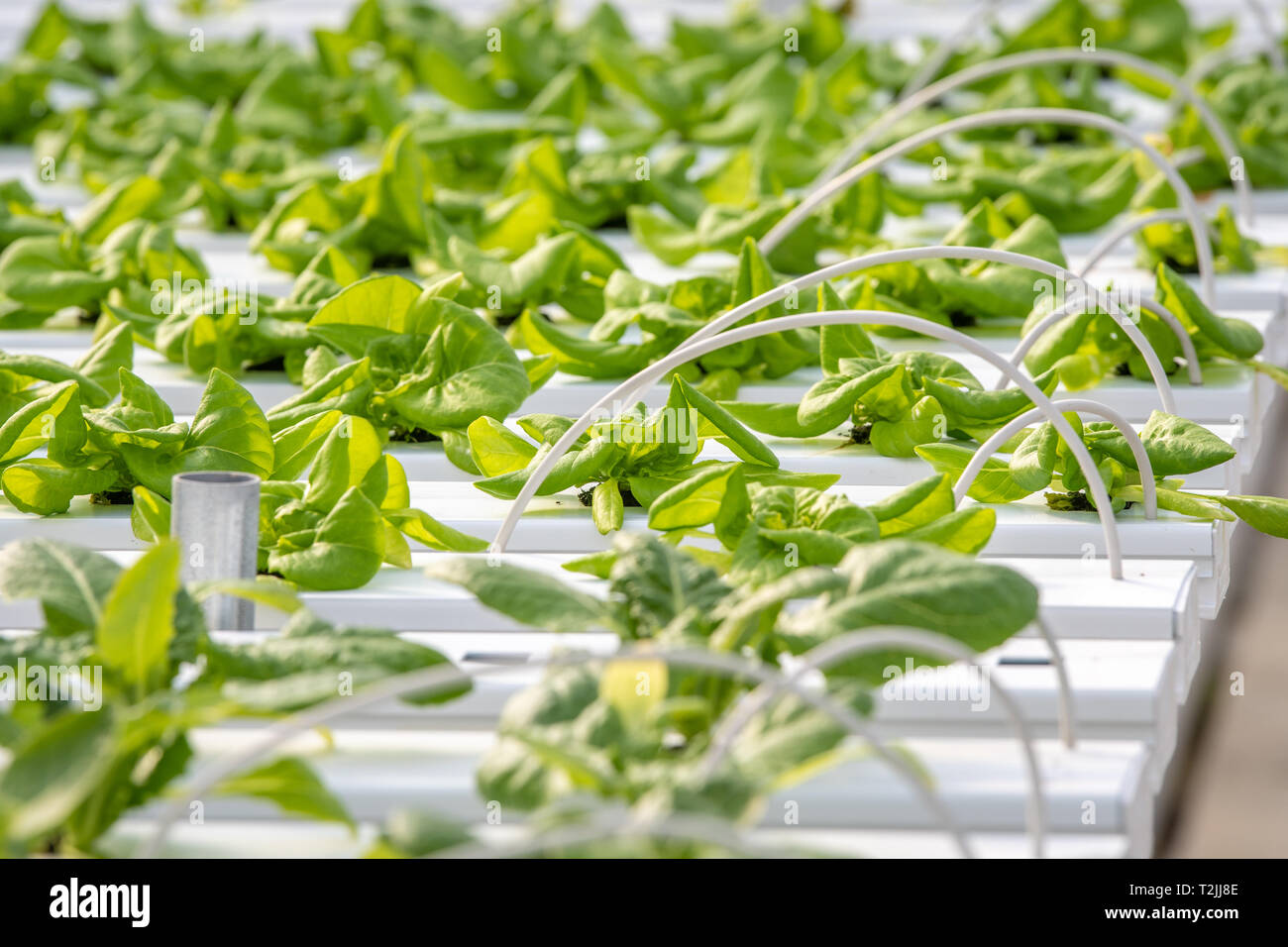 Closeup of bibb lettuce in rows being grown hydroponically, Hurlock ...