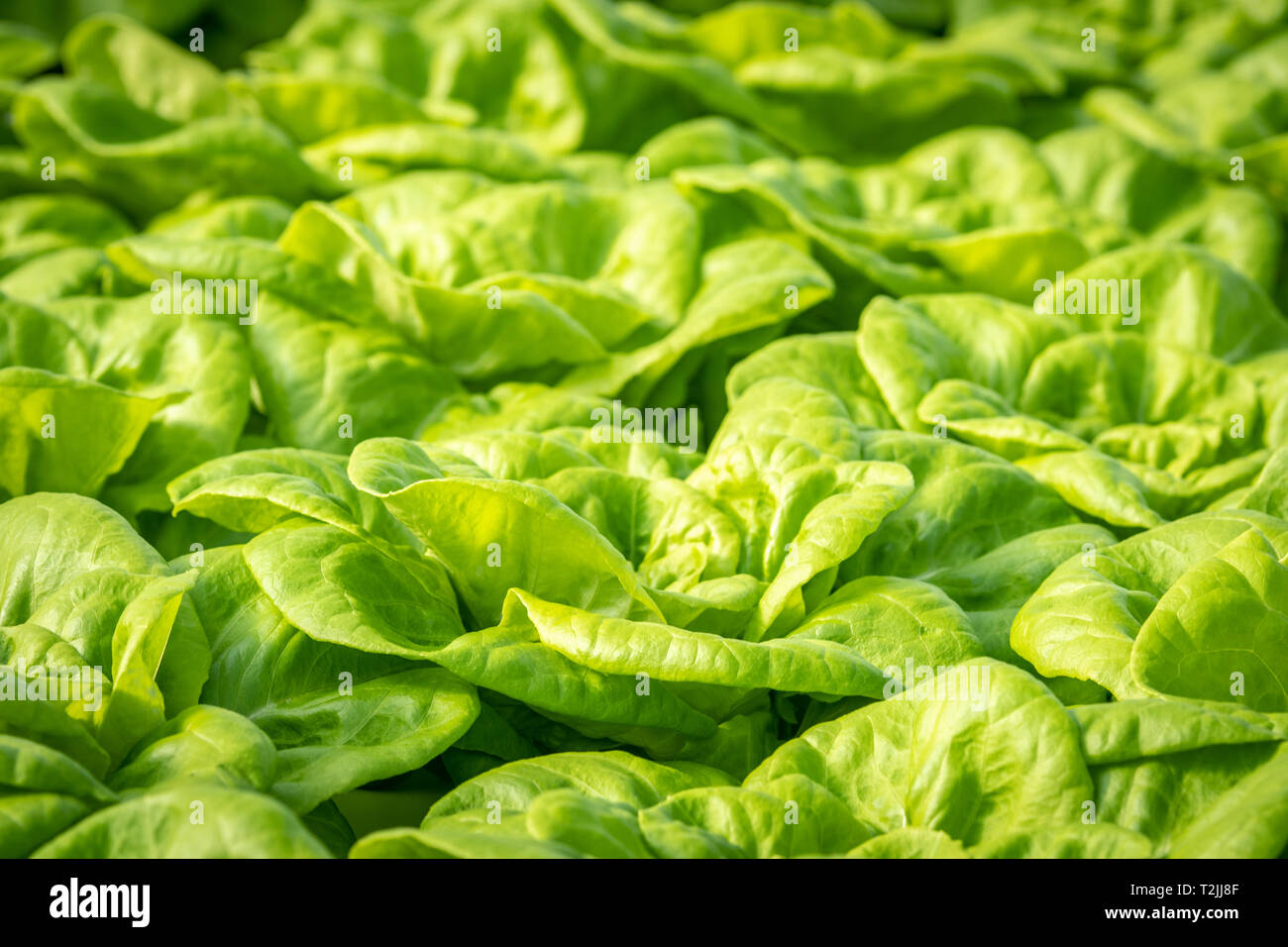 Closeup of hydroponically grown bibb lettuce, Hurlock Maryland Stock ...