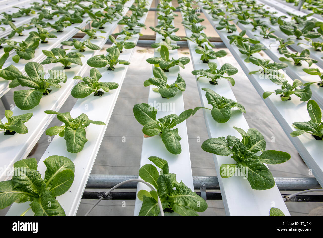 Rows of hydroponically grown romaine lettuce inside greenhouse, Hurlock ...