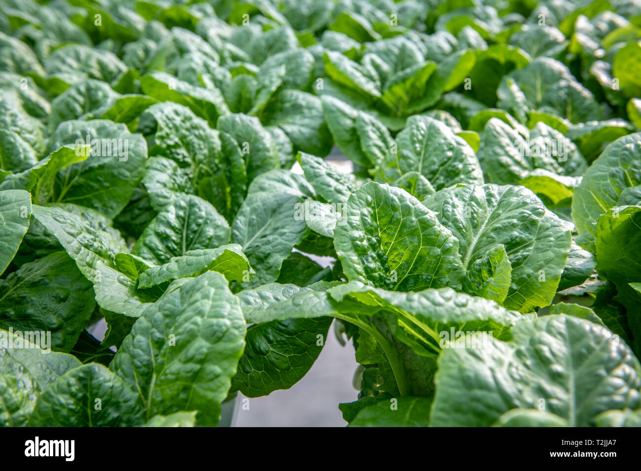 Hydroponically grown romaine lettuce, Hurlock Maryland Stock Photo - Alamy