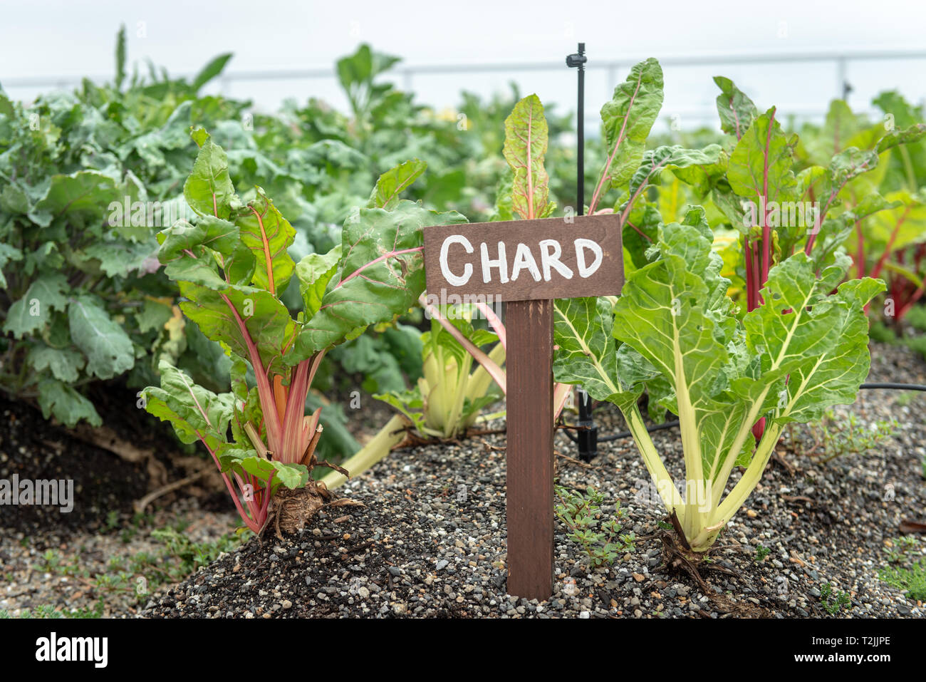 Wooden sign labeled "chard" on roof top garden, Washington, D.C Stock ...