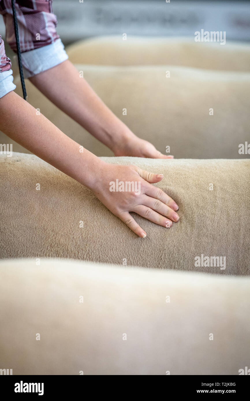 Hand presses into sheep's side during sheep judging Timonium, Maryland ...