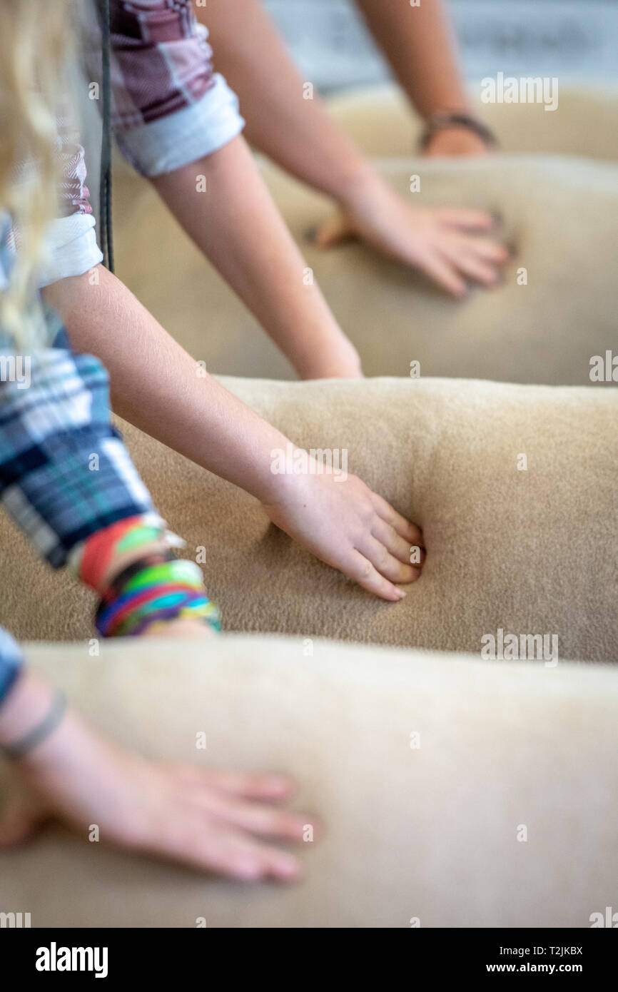 Hands presses into sheep's side during sheep judging at, Timonium ...