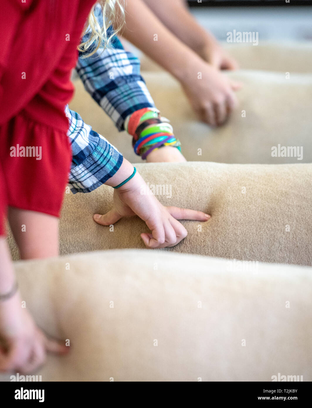 Hands presses into sheep's side during sheep judging, Timonium ...