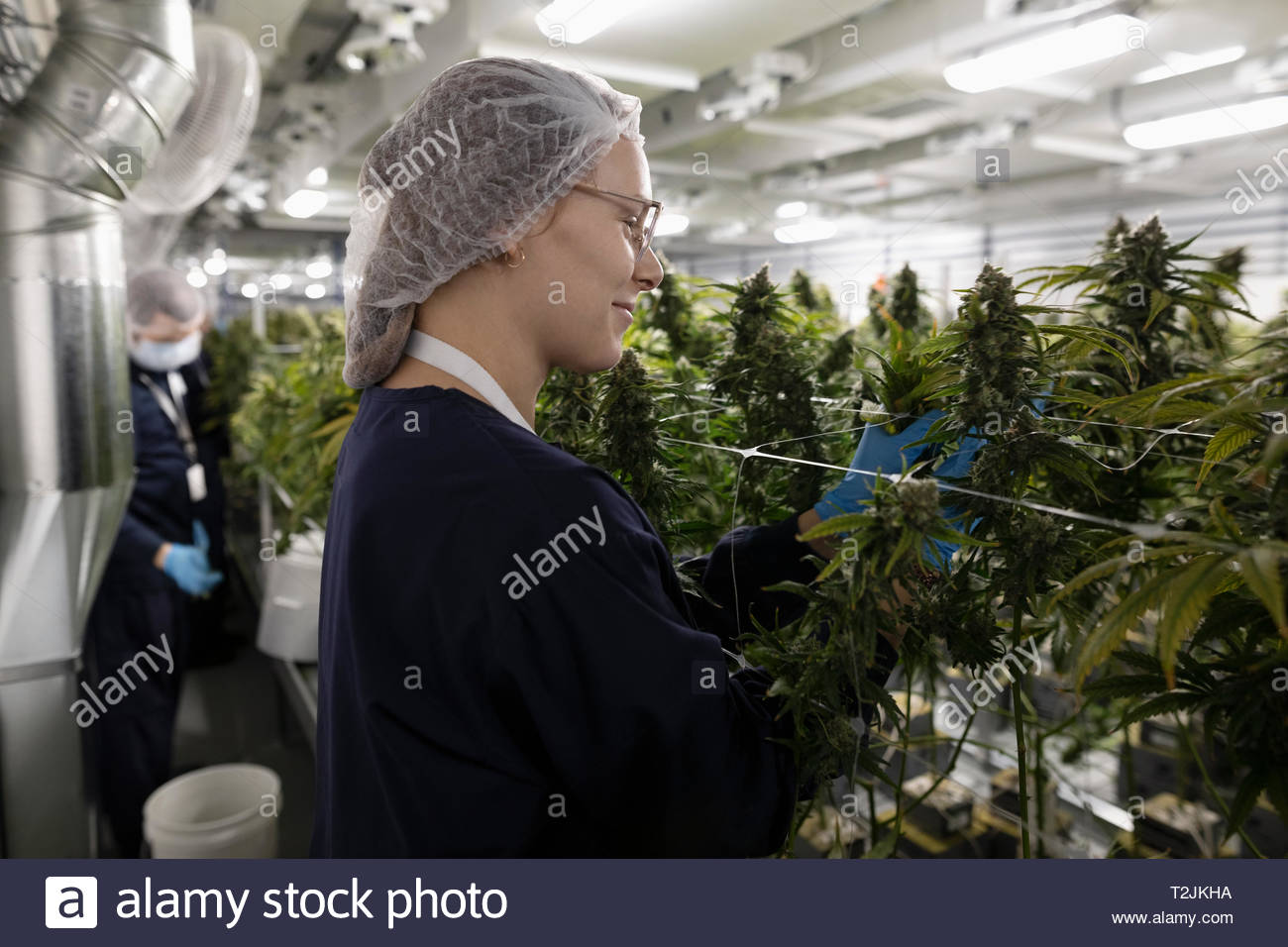 Cannabis harvesting hi-res stock photography and images - Alamy
