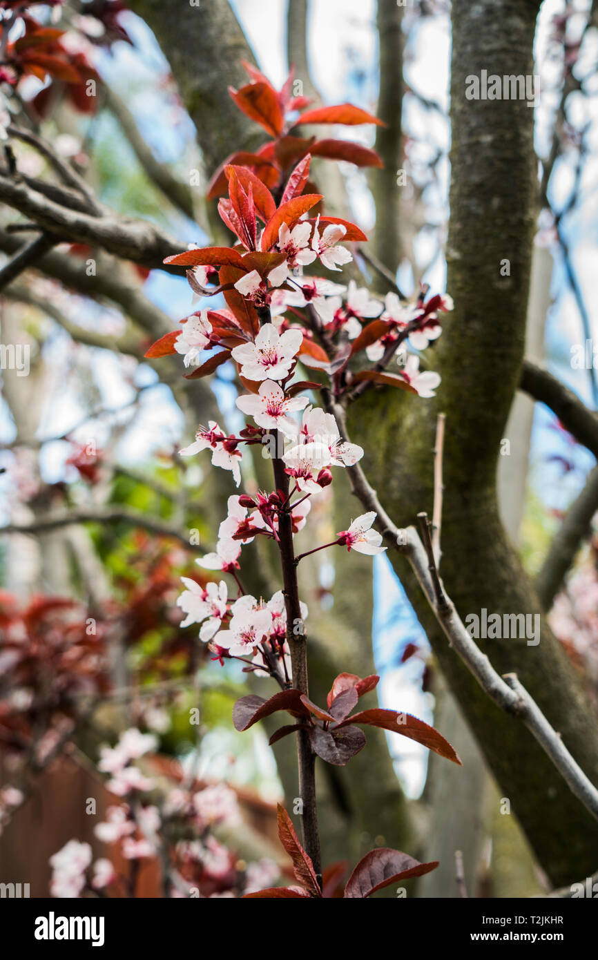 Potted plum tree hi-res stock photography and images - Alamy