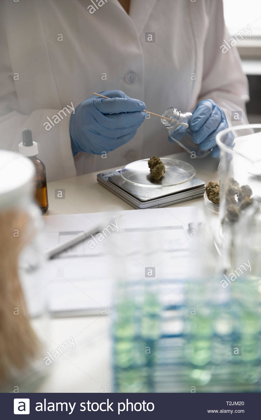 Quality control specialist measuring marijuana buds Stock Photo - Alamy