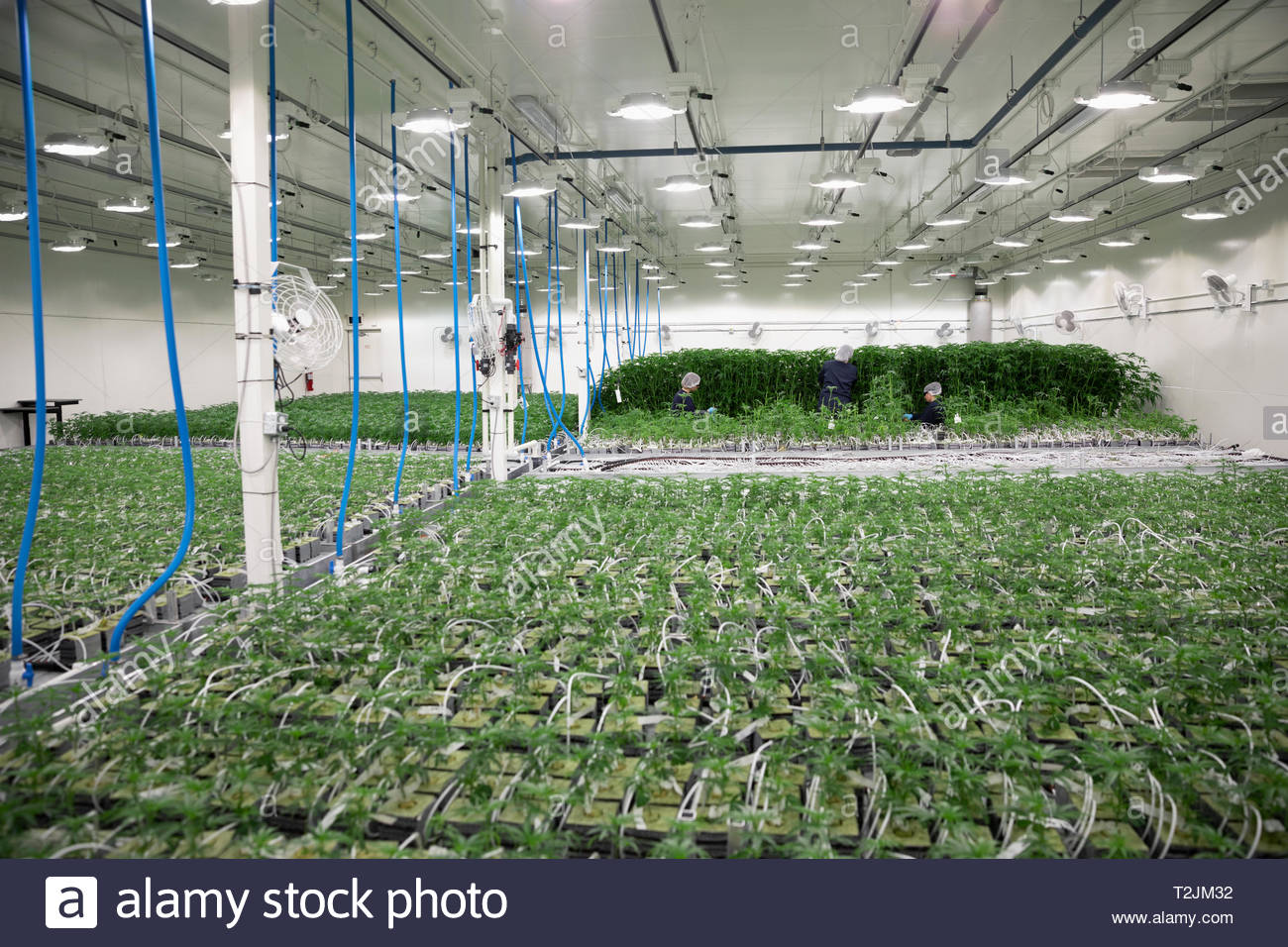 Cannabis plants growing indoors Stock Photo - Alamy