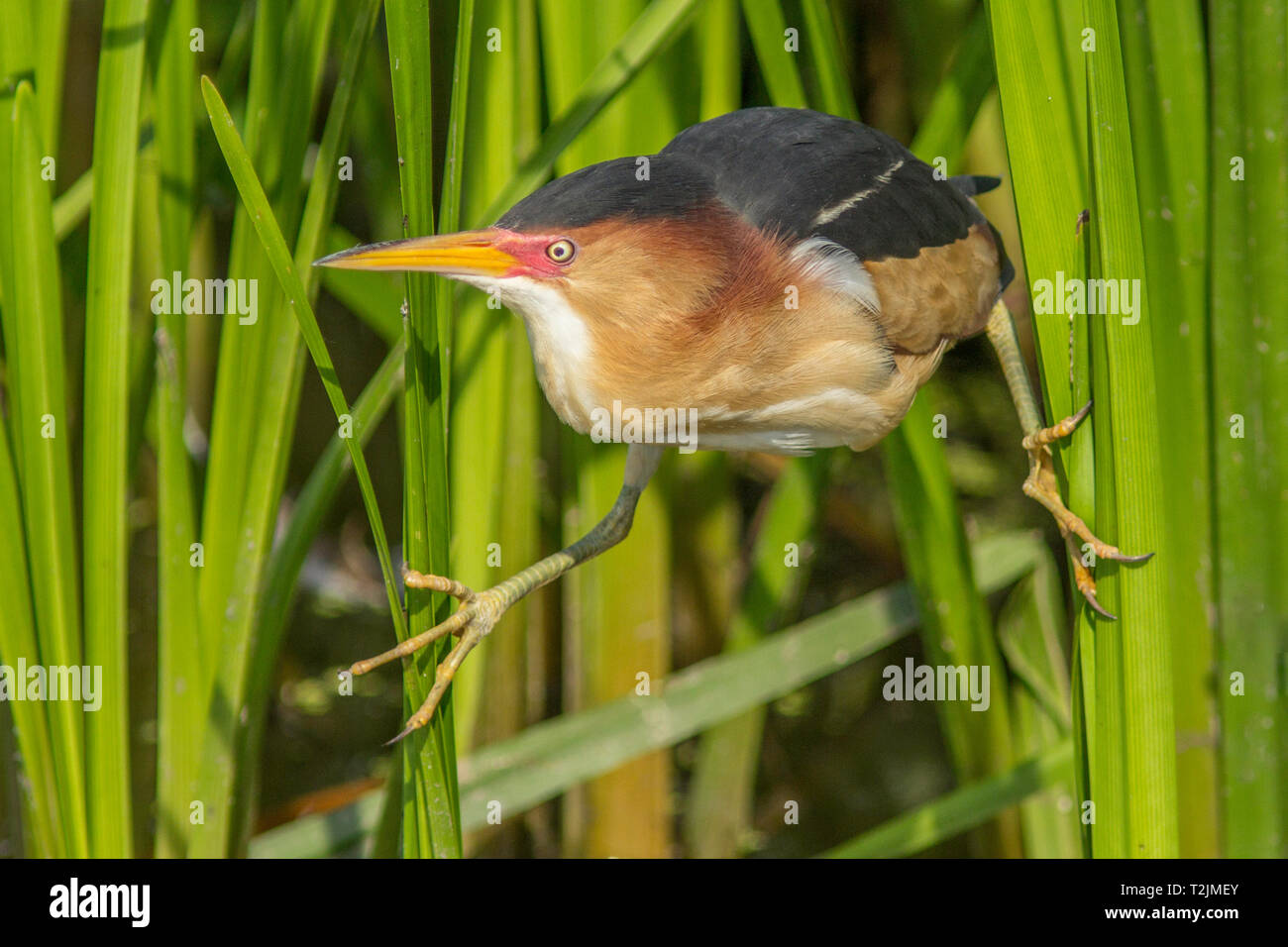 Least Bittern Heron emerges from hiding Stock Photo - Alamy