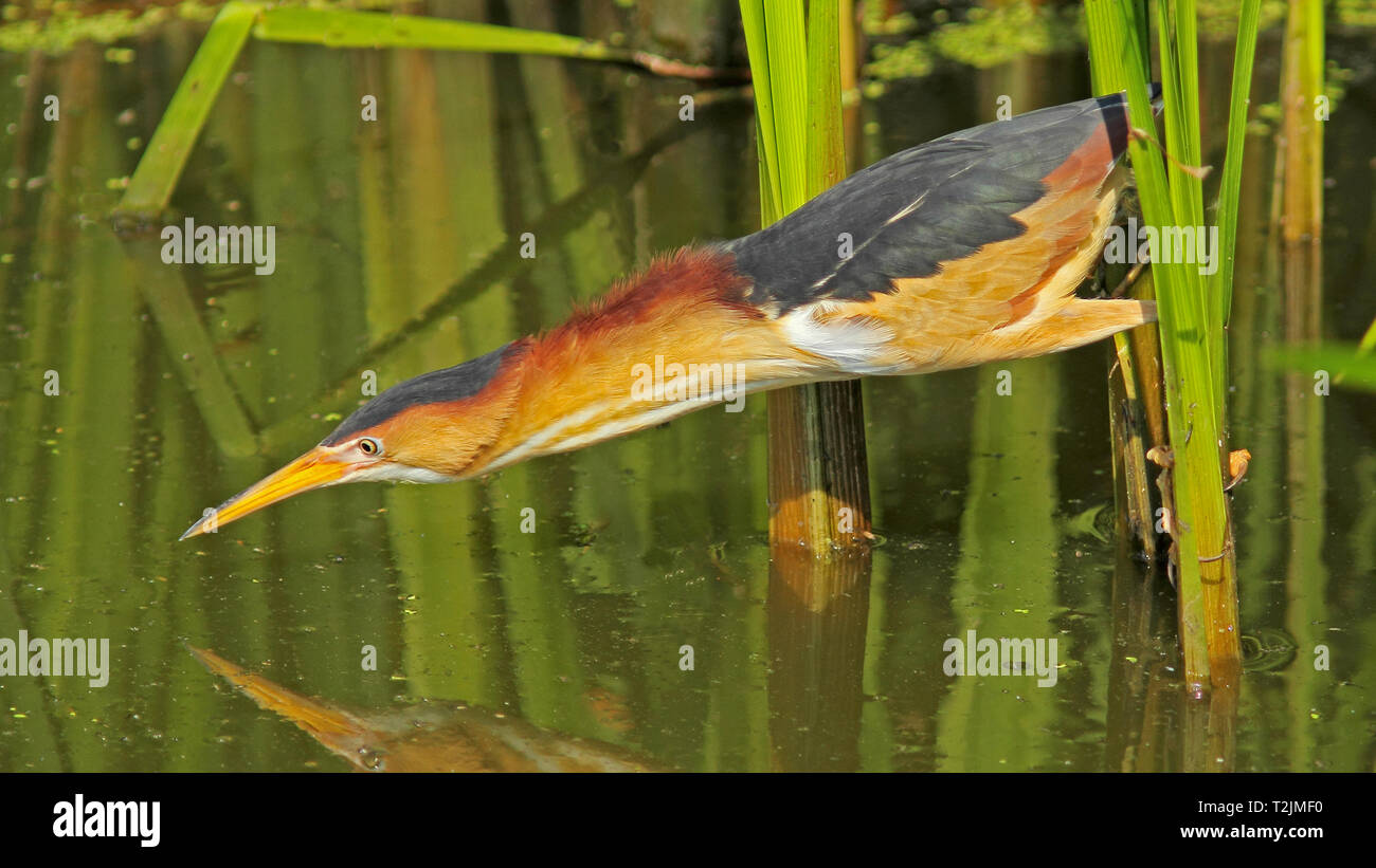Least bittern hi-res stock photography and images - Alamy