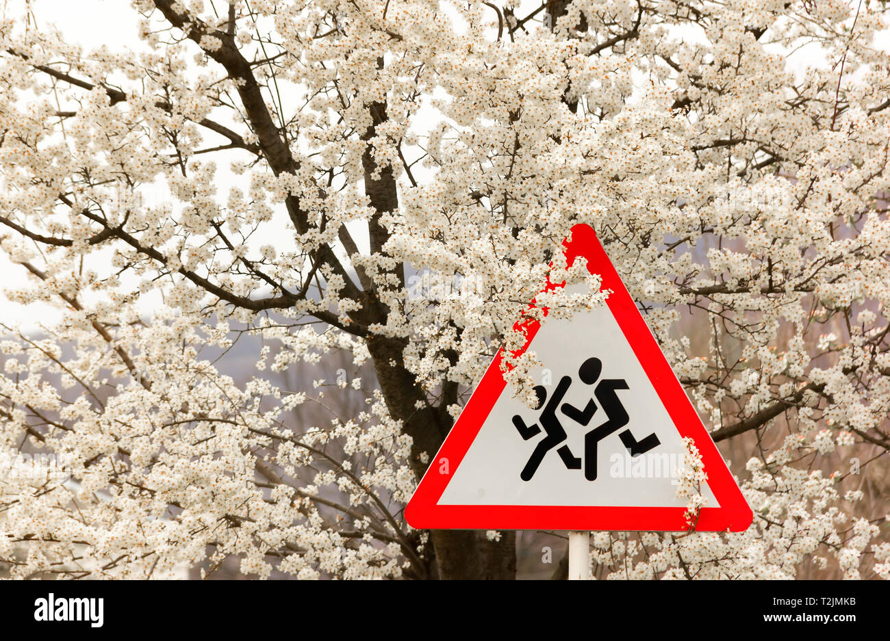 Warning road sign - Children, in the branches of a flowering fruit tree ...