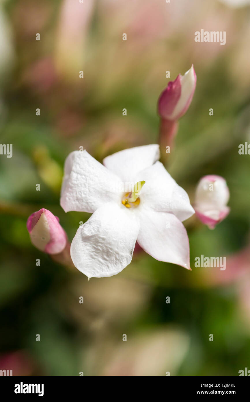 Jasmine flower buds plant hi-res stock photography and images - Alamy