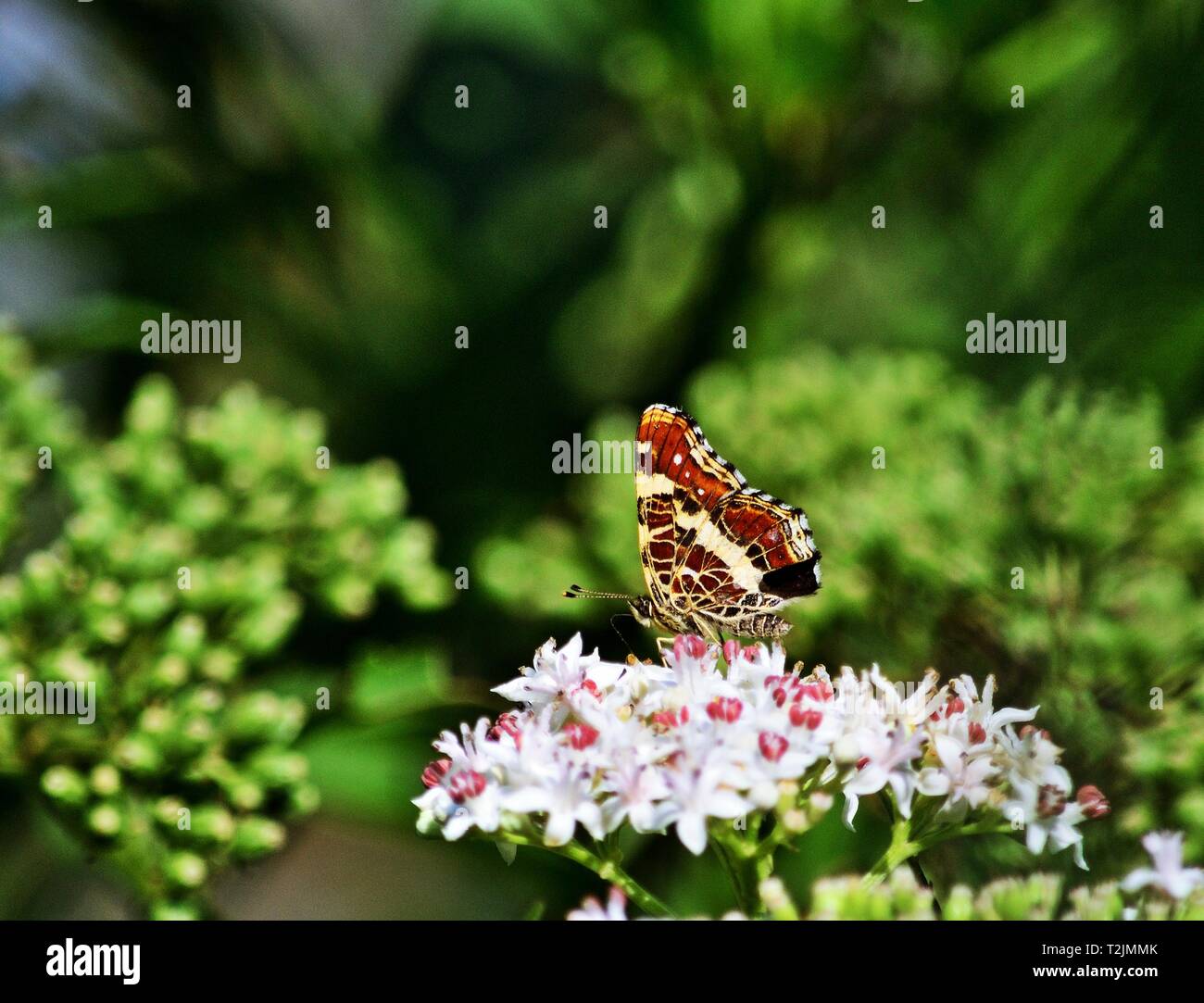 Map butterfly flower hi-res stock photography and images - Alamy