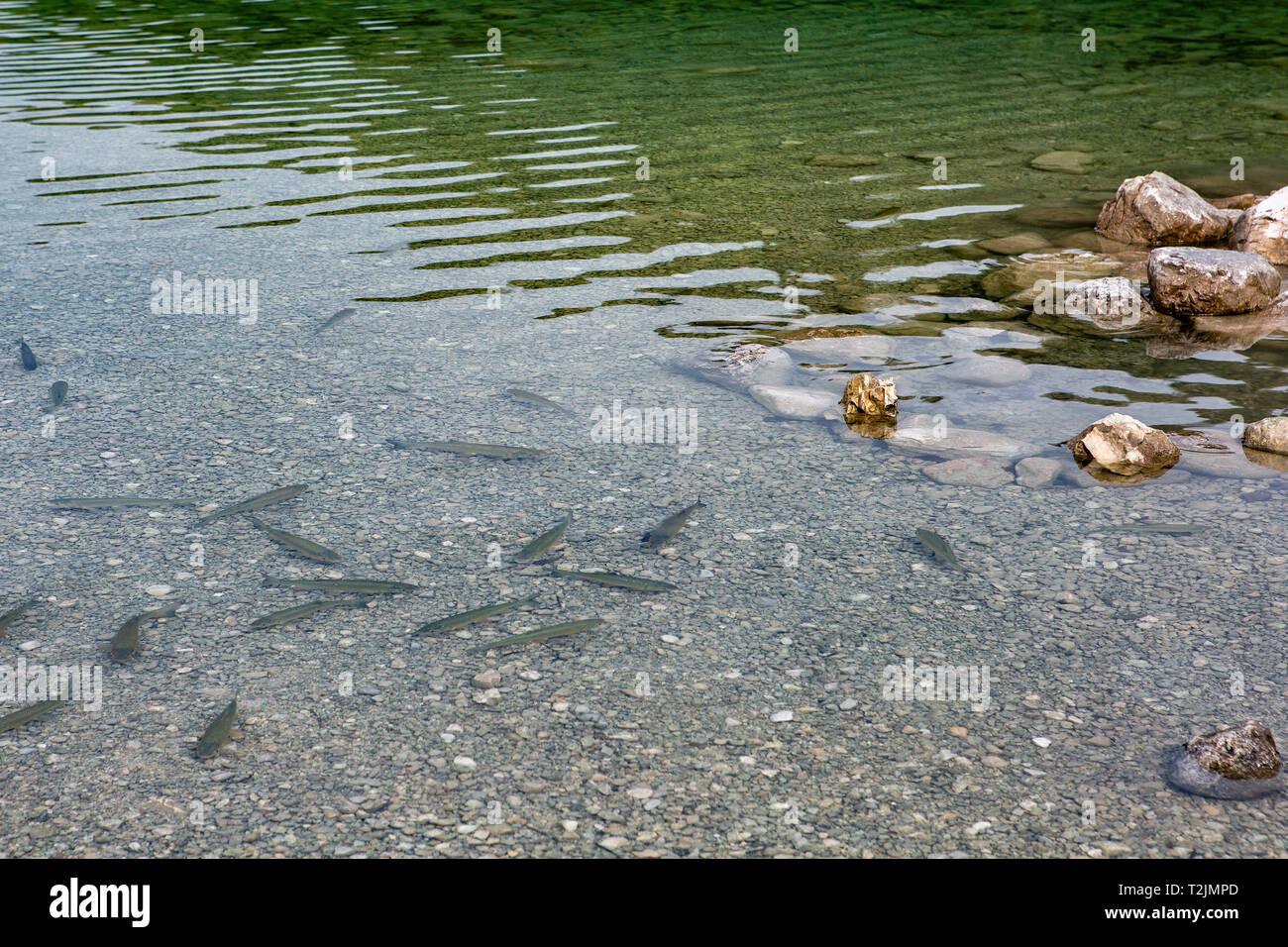 Shallow pond pebbles hi-res stock photography and images - Alamy