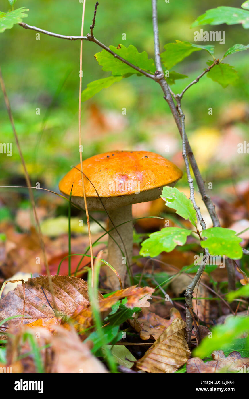 Single Edible Forest Mushroom boletus (Leccinum aurantiacum) grew up in ...