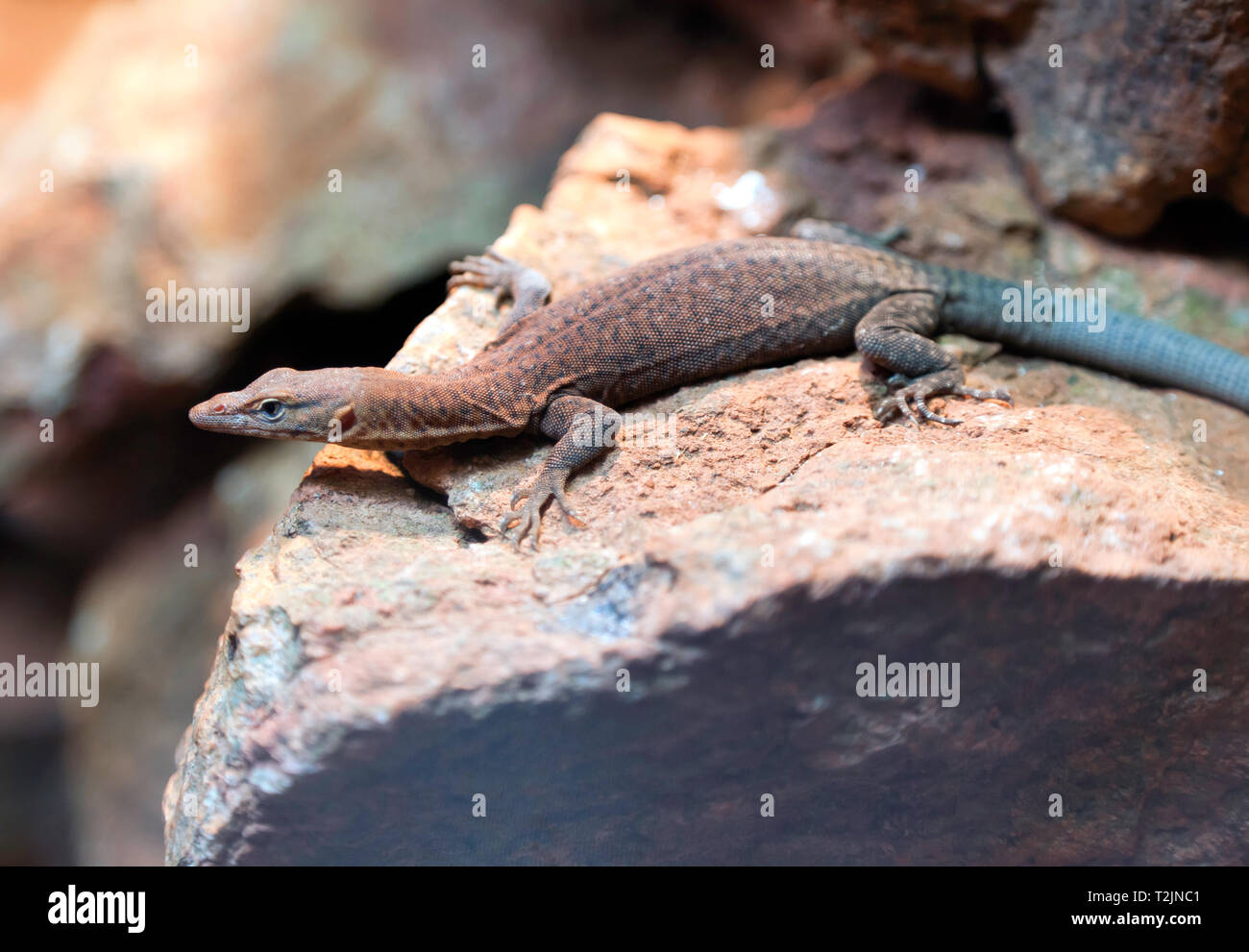 Southern pilbara rock goanna hi-res stock photography and images - Alamy