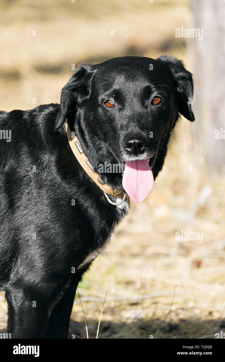 Big black dog hi-res stock photography and images - Alamy