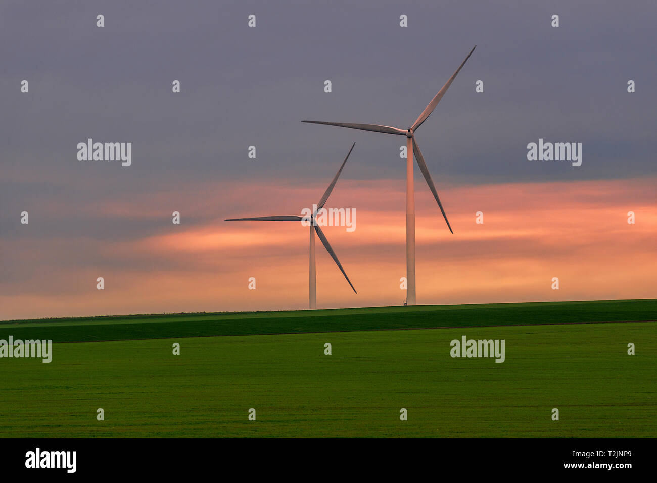 Eolian turbines used to produce green energy seen from a wheat field in ...
