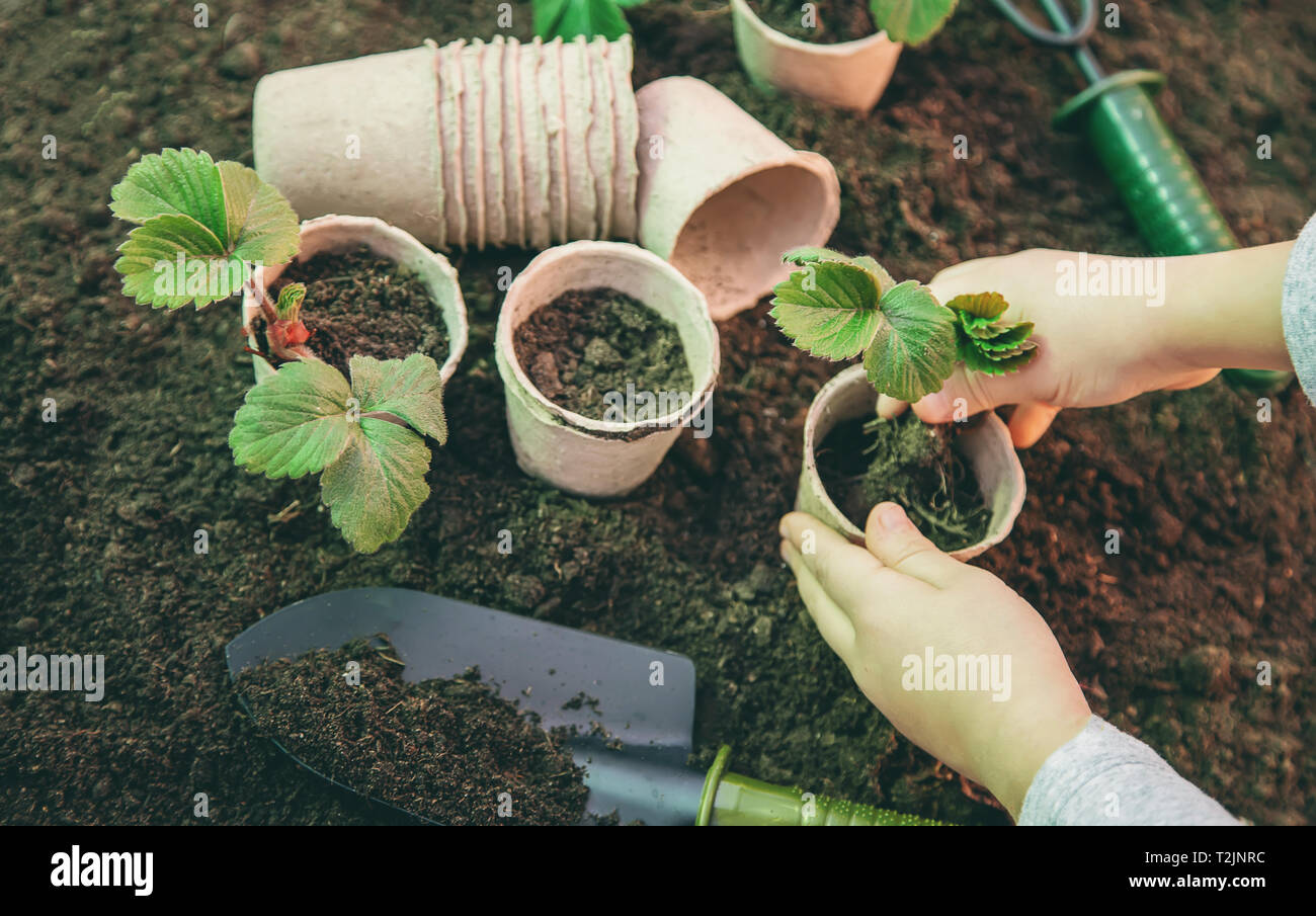 Kid planting strawberry soil hi-res stock photography and images - Alamy