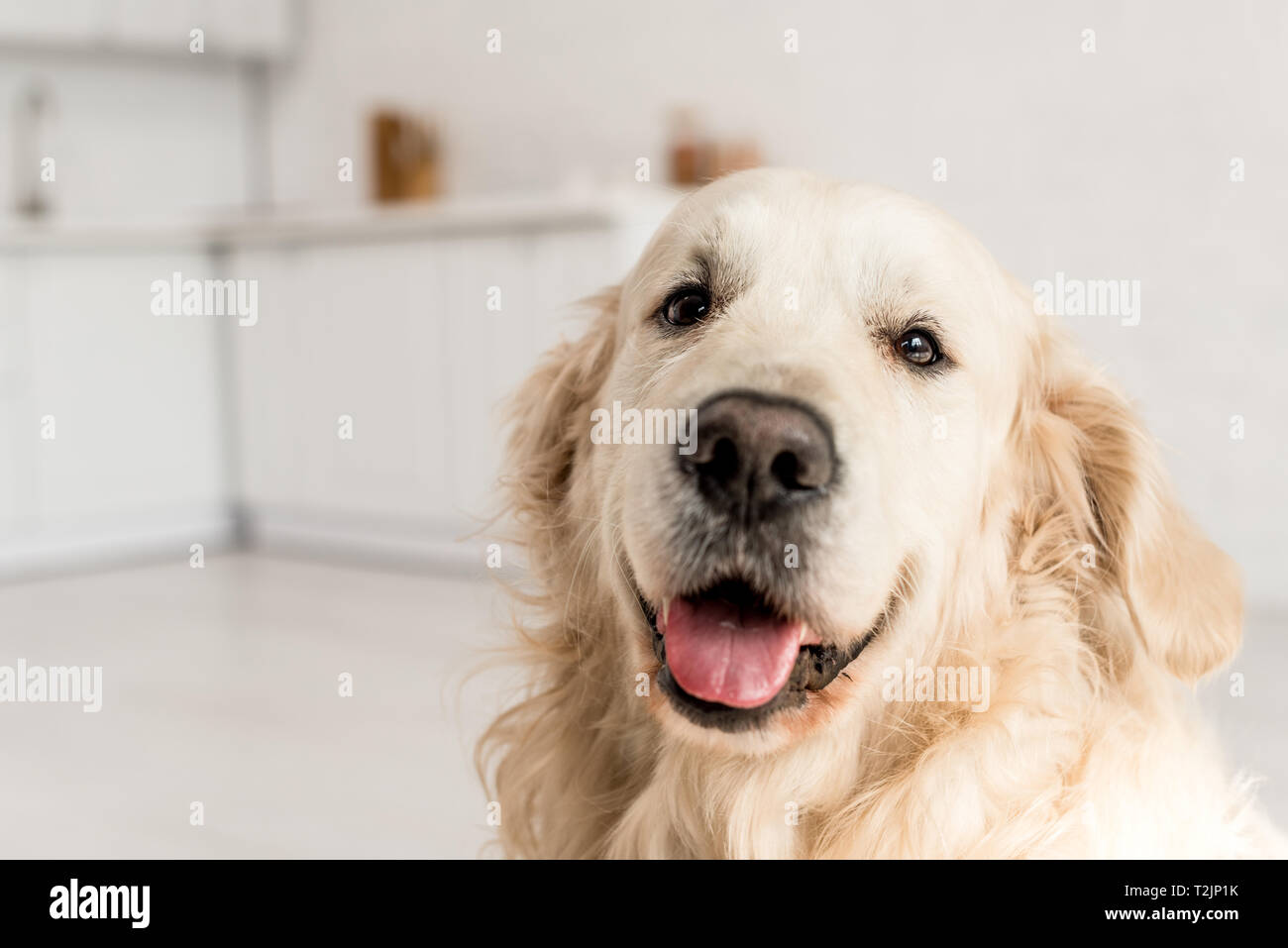 Golden retriever looking at camera hi-res stock photography and images ...