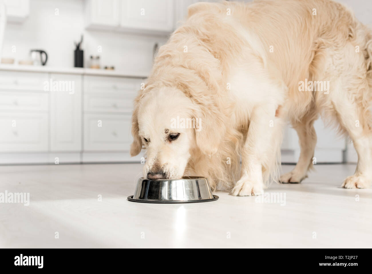 cute golden retriever eating dog food from metal bowl in kitchen Stock ...