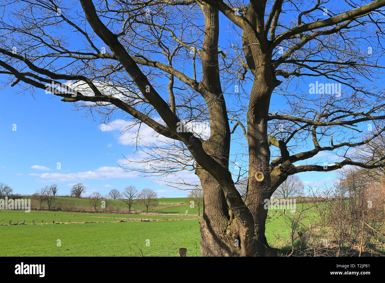 Stunning gnarled old tree in front of a blue sky landscape Stock Photo ...