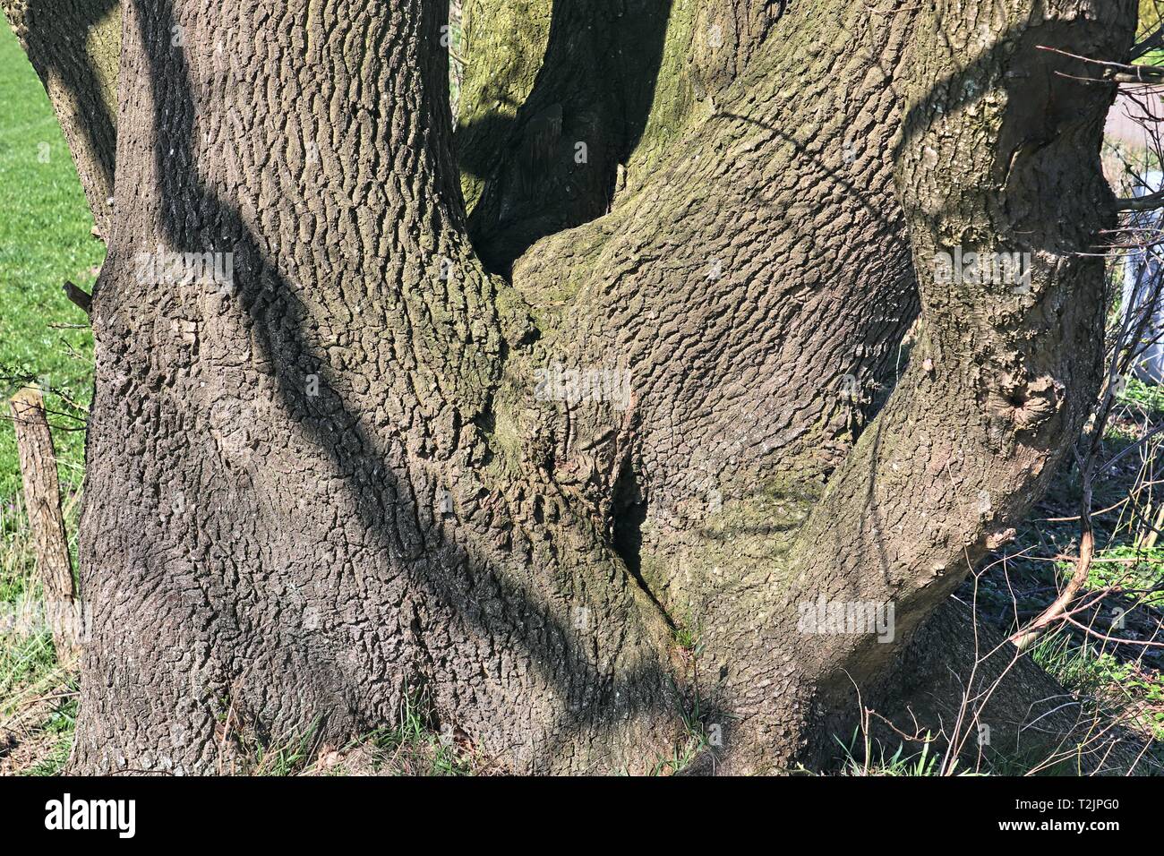 Stunning gnarled old tree in front of a blue sky landscape Stock Photo ...