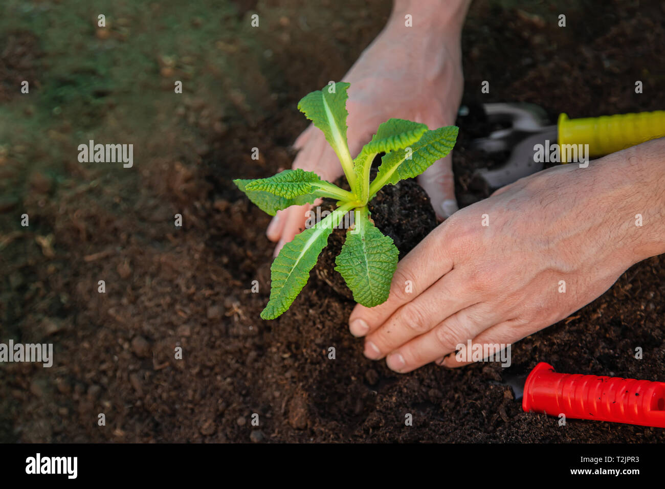 Kid planting strawberry soil hi-res stock photography and images - Alamy