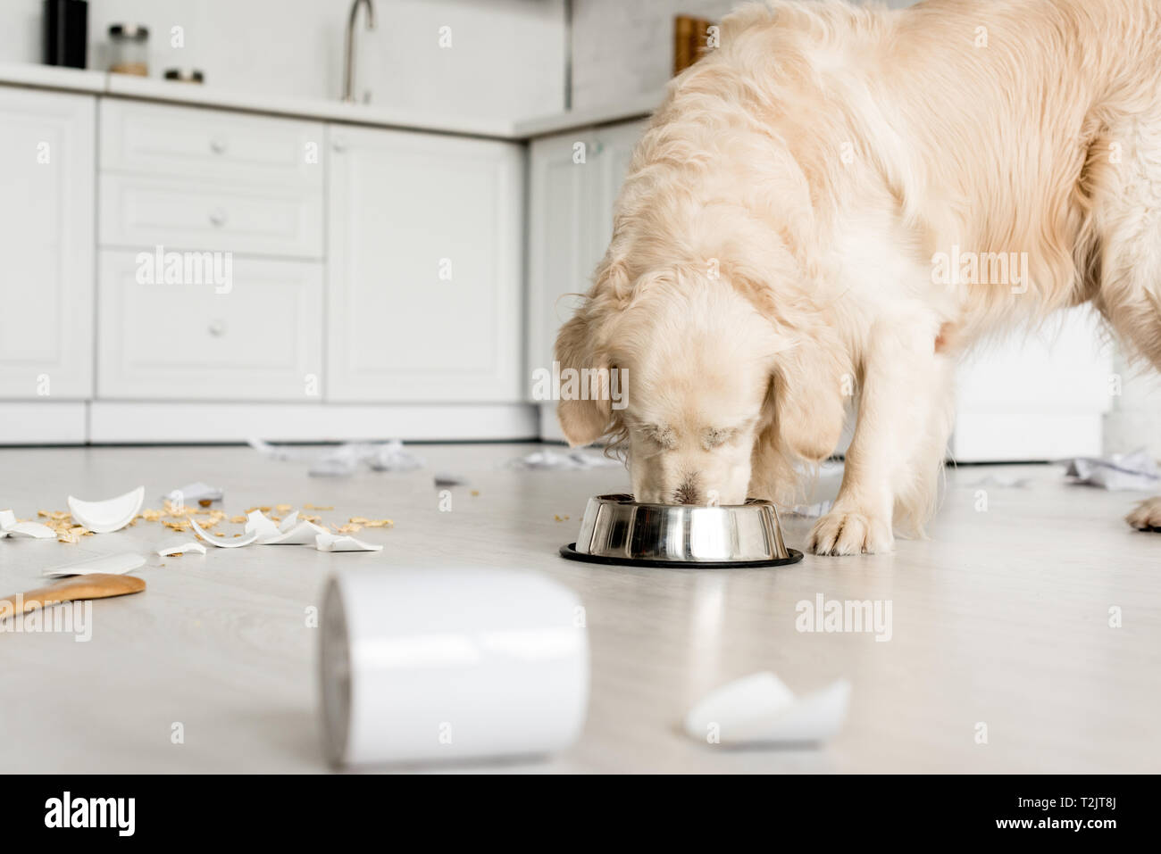 Puppy Eating Food Mess
