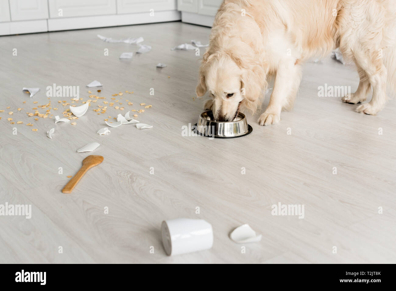 cute golden retriever eating dog food from metal bowl in messy kitchen ...