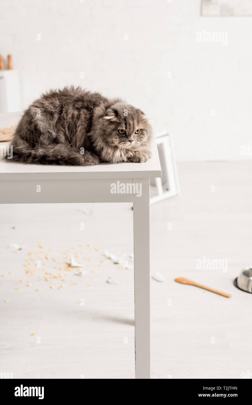 grey and cute cat lying on white table in messy kitchen Stock Photo - Alamy