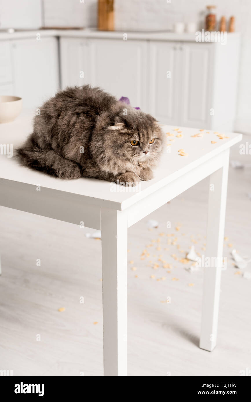 Messy cat hi-res stock photography and images - Alamy
