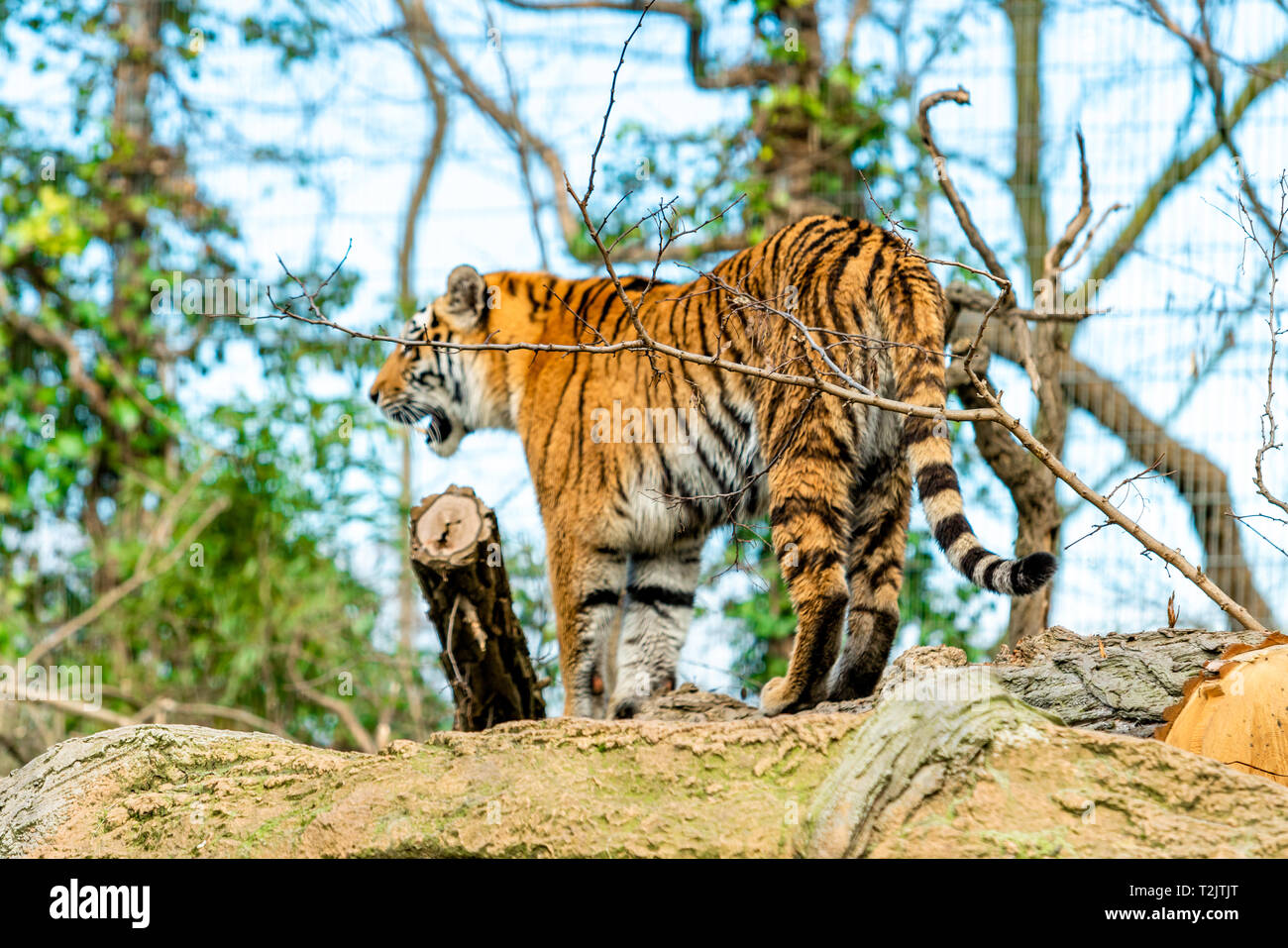 beautiful tiger in zoo Stock Photo - Alamy