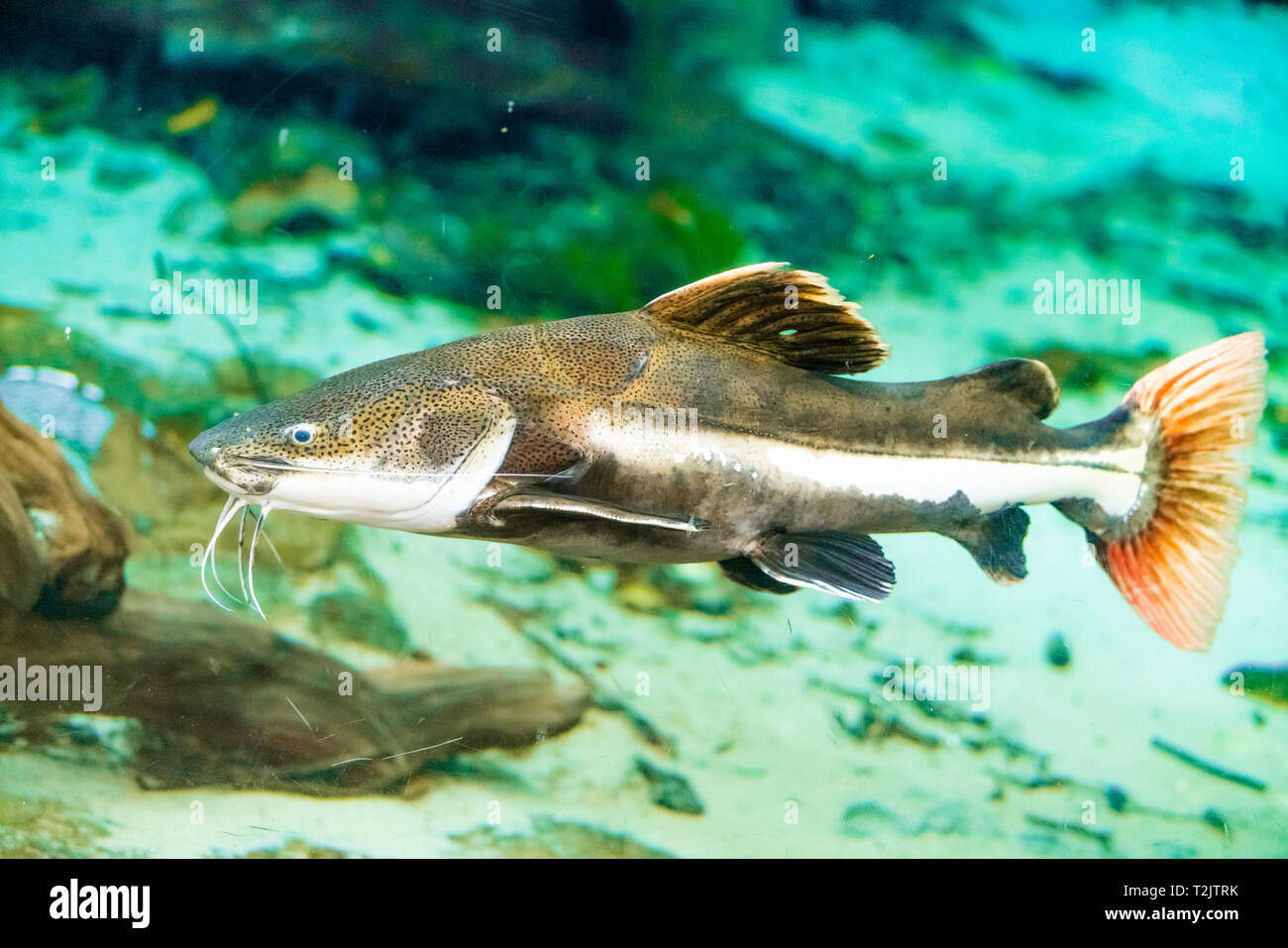 catfish in the aquarium Stock Photo - Alamy