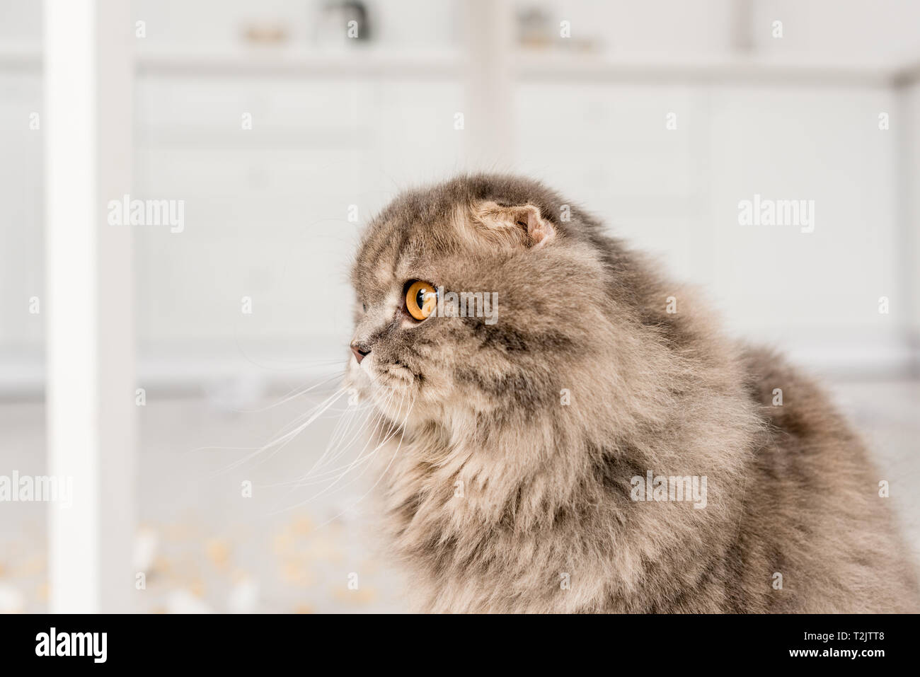 side view of cute and grey cat looking away in apartment Stock Photo ...