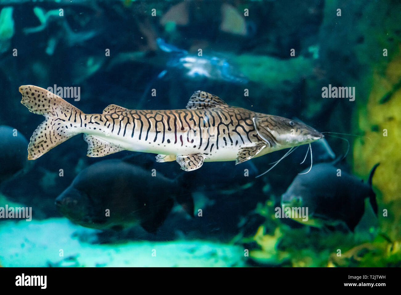 catfish in the aquarium Stock Photo - Alamy