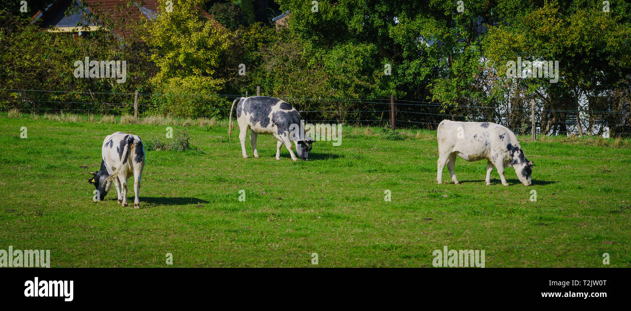 Group of cows in grassland panorama Stock Photo - Alamy