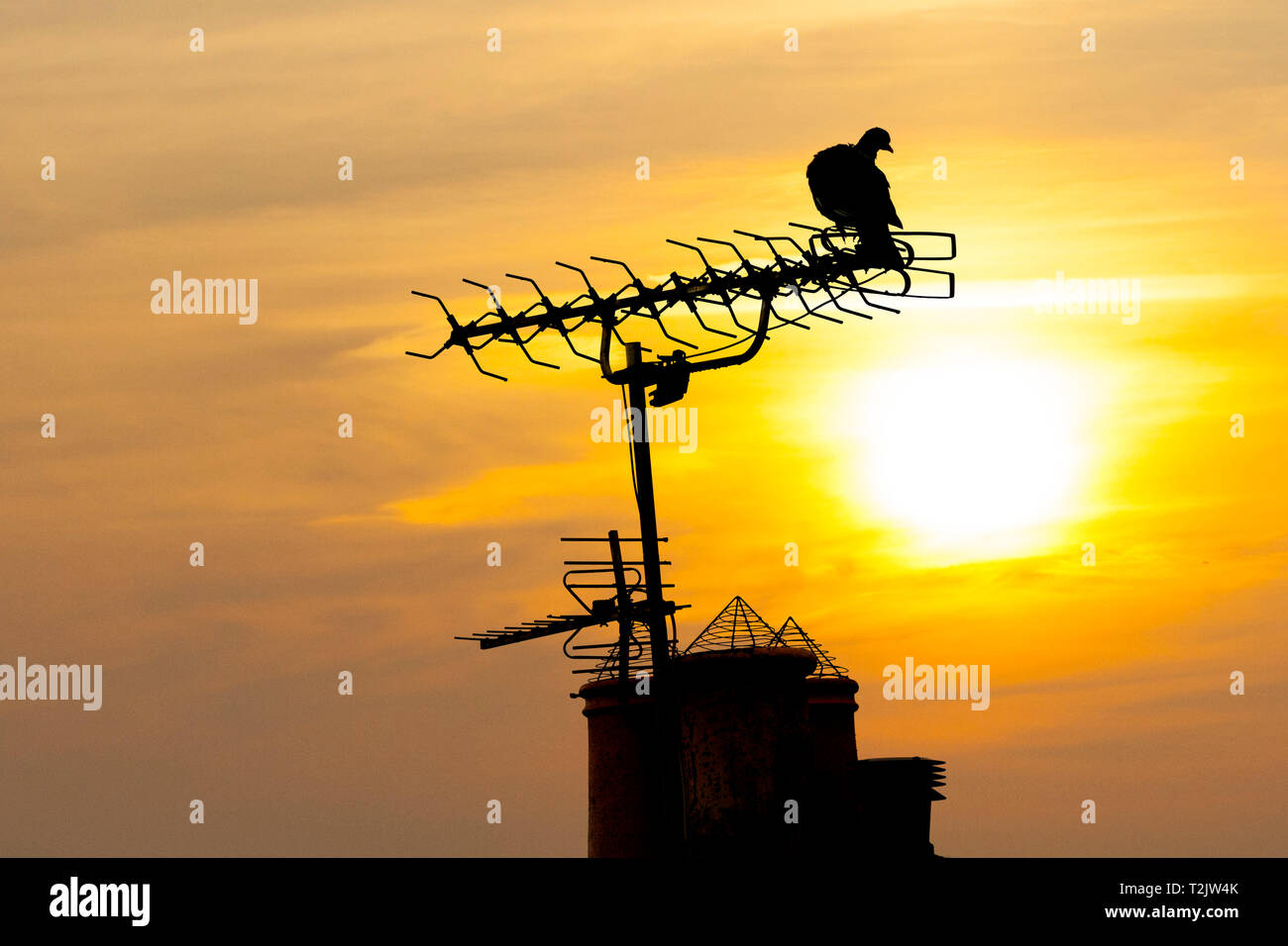 perched,perch,bird,pigeon,collar,Dove,preening,sitting,on,TV,aerial ...