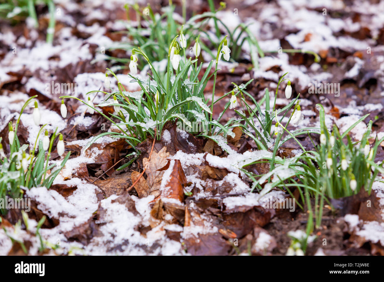 Group of snowdrop flowers growing in snow Stock Photo - Alamy