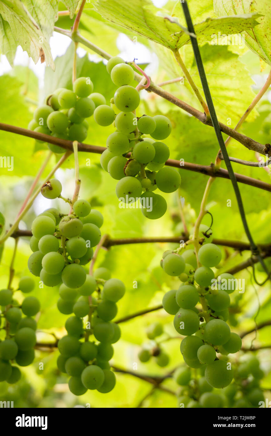 Green grapes on summer vine Stock Photo - Alamy