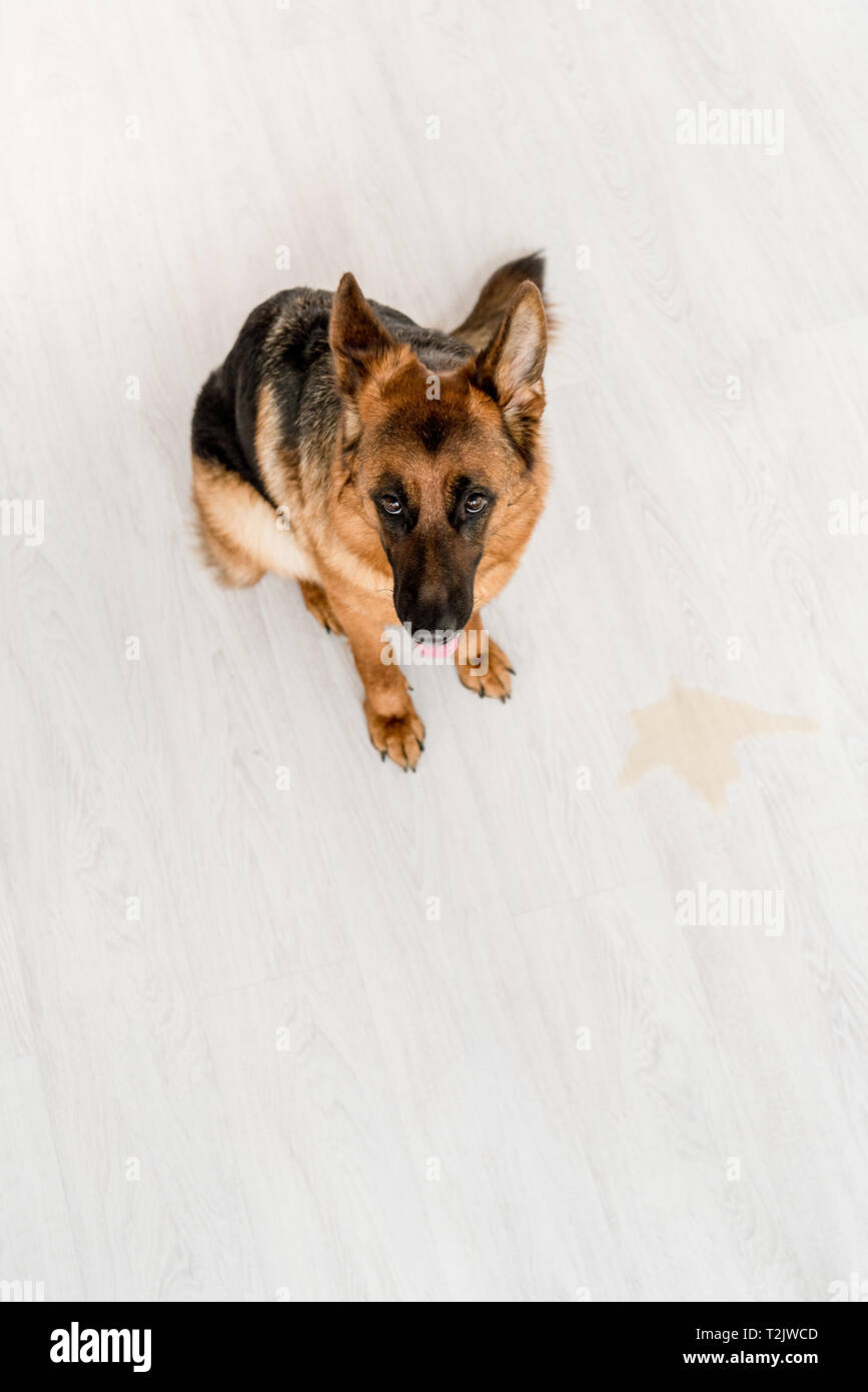 high angle view of cute German Shepherd sitting on white and wooden ...
